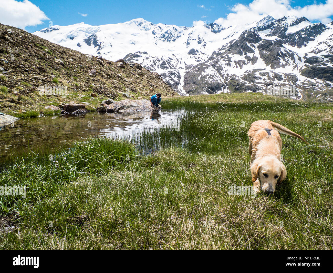 Italy, Lombardy, Alps, puppy of golden retriever dog in mountain meadow ...