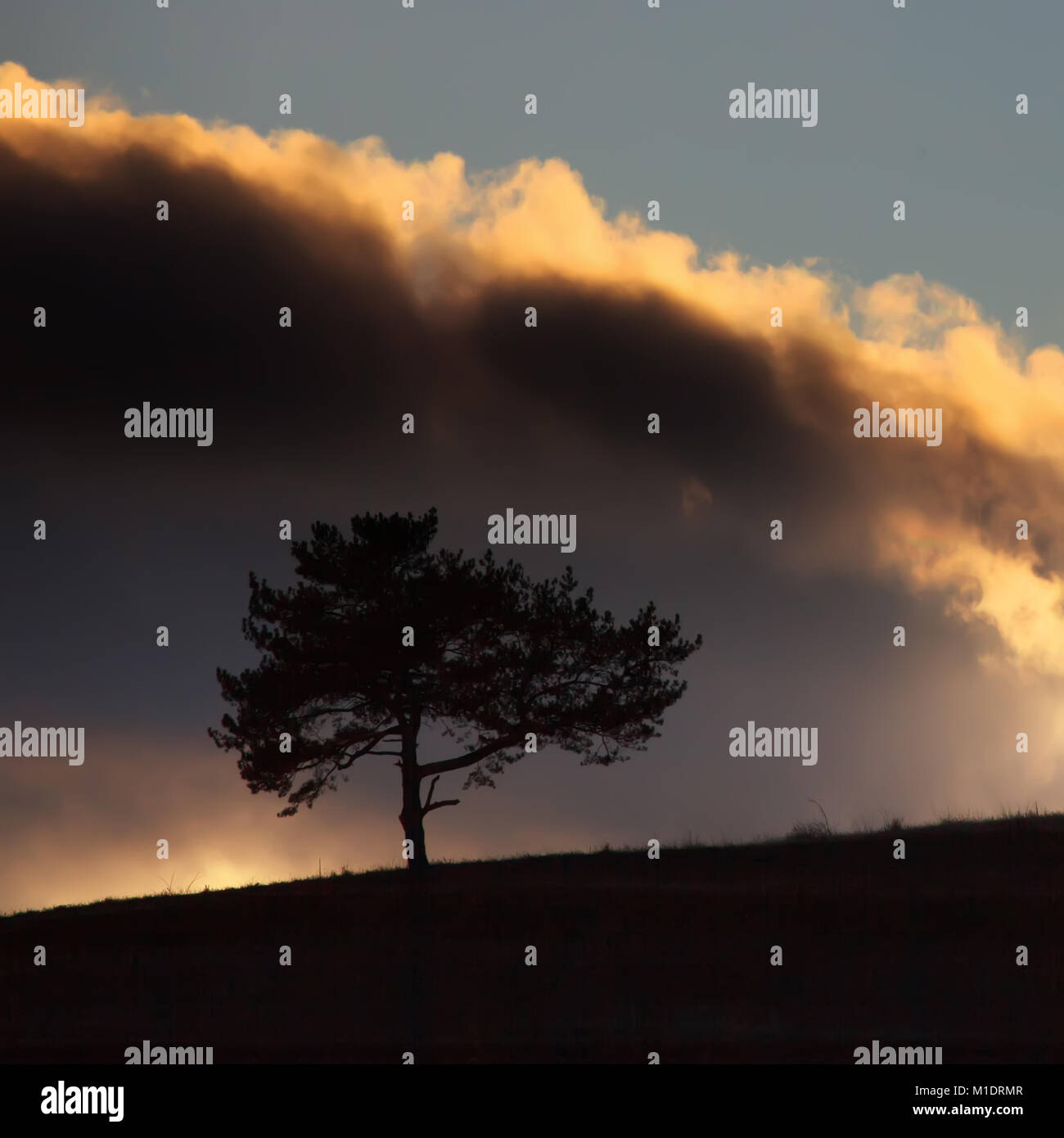 square format sunset landscape with golden clouds and silhouette of ...