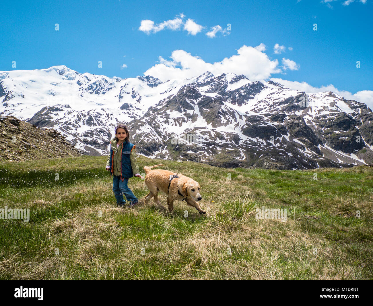 Italy, Lombardy, Alps, puppy of golden retriever dog in mountain meadow ...