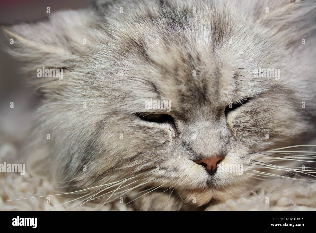 beautiful adorable white cat sleeping Stock Photo - Alamy