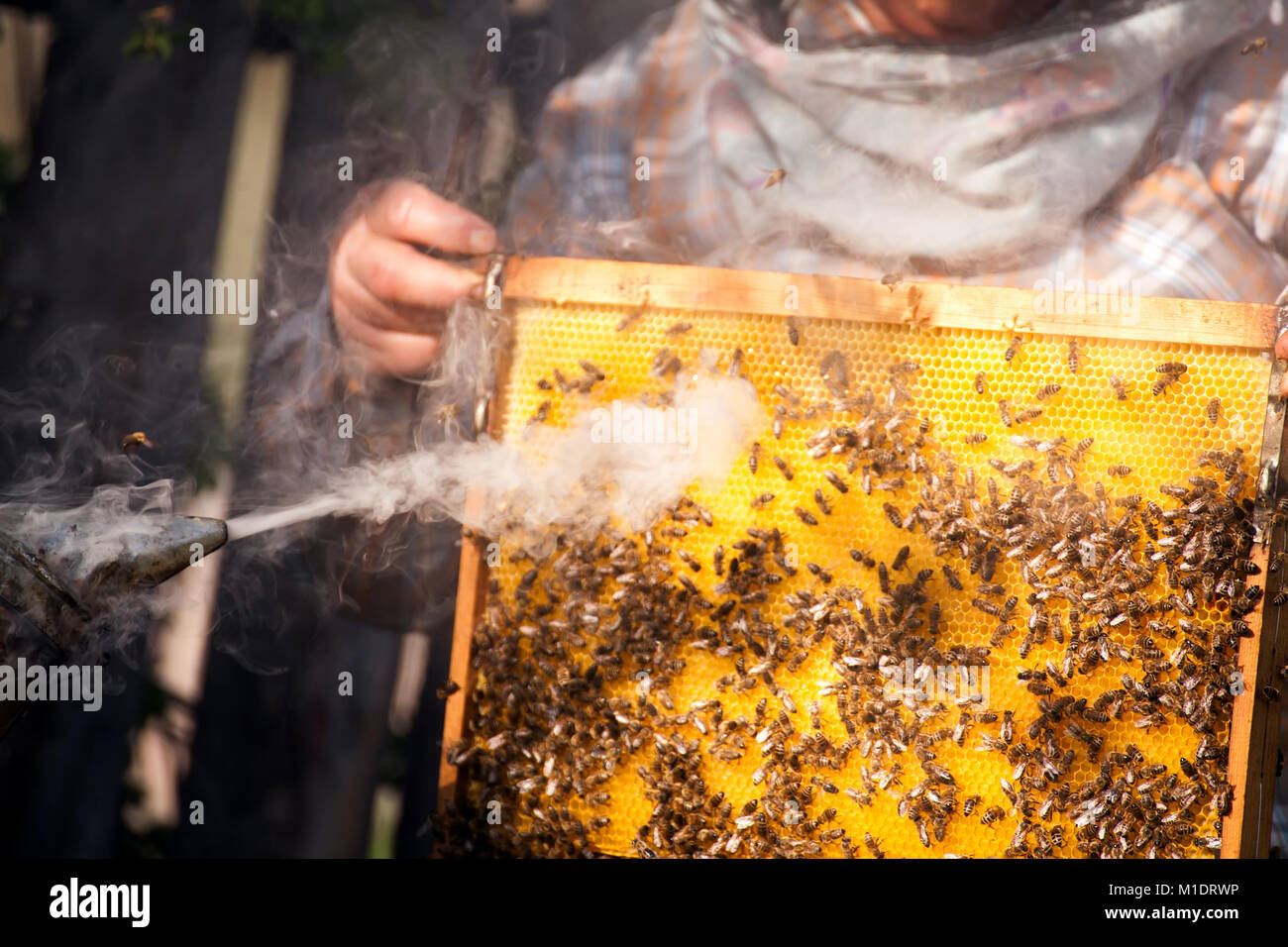 human care for several bee Stock Photo - Alamy