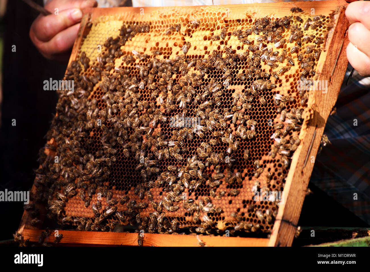 Eating insects man hi-res stock photography and images - Alamy