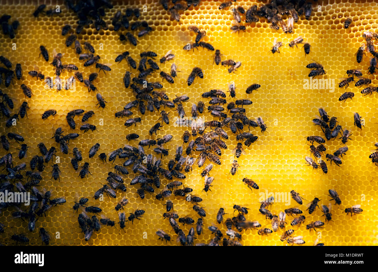 bee nest close-up; macro agricultural bee background Stock Photo - Alamy
