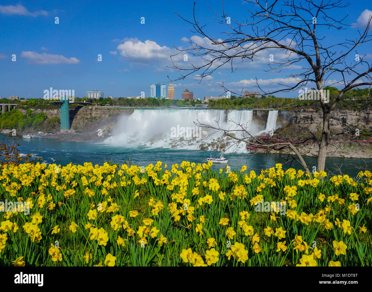 A garden of yellow flowers in front of the american falls in Niagara ...