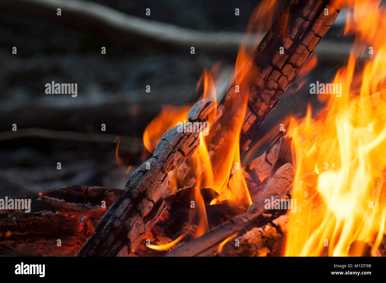 Campfire in the wilderness on Vancouver Island, BC, Canada Stock Photo ...