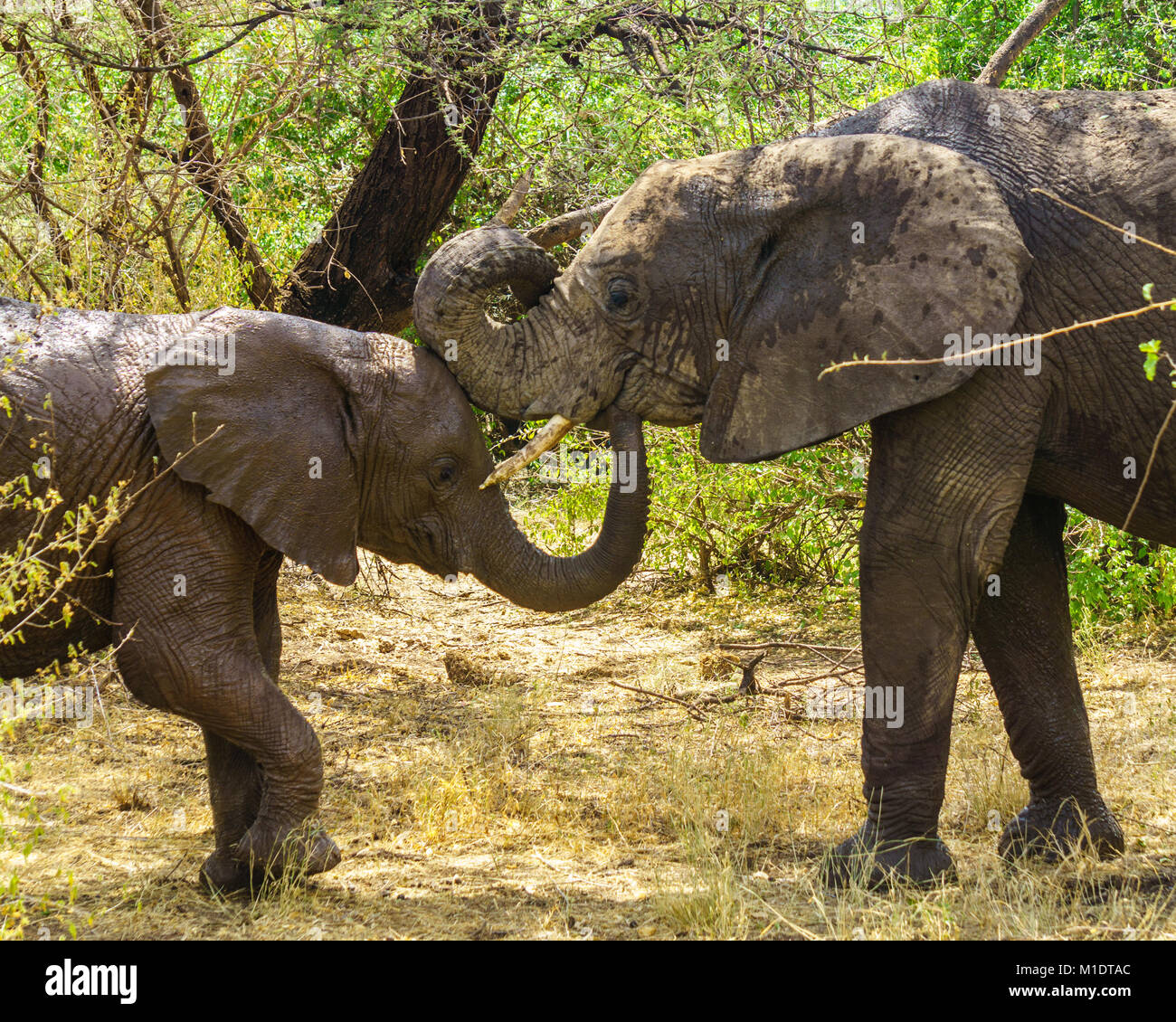 African elephants smelling each other in Samburu / Buffalo Springs ...