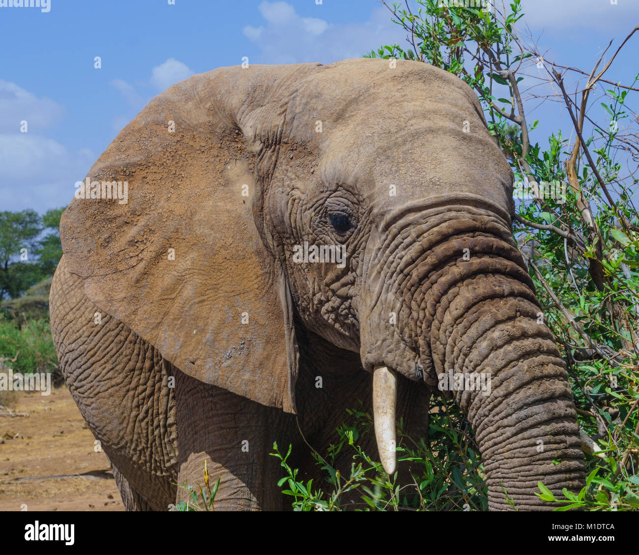 African elephant / elephants in Samburu / Buffalo Springs national ...