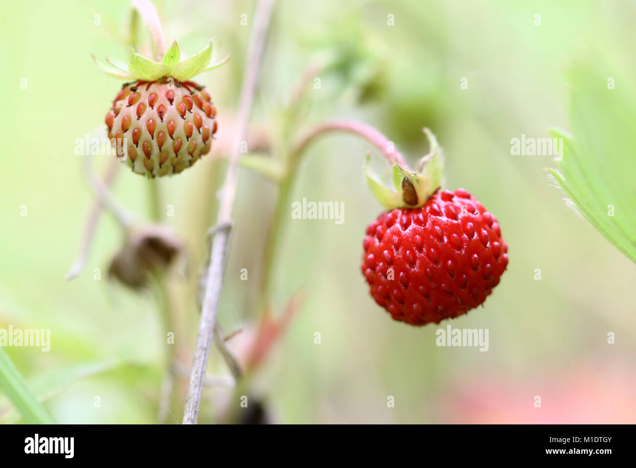 Wood strawberry hi-res stock photography and images - Alamy