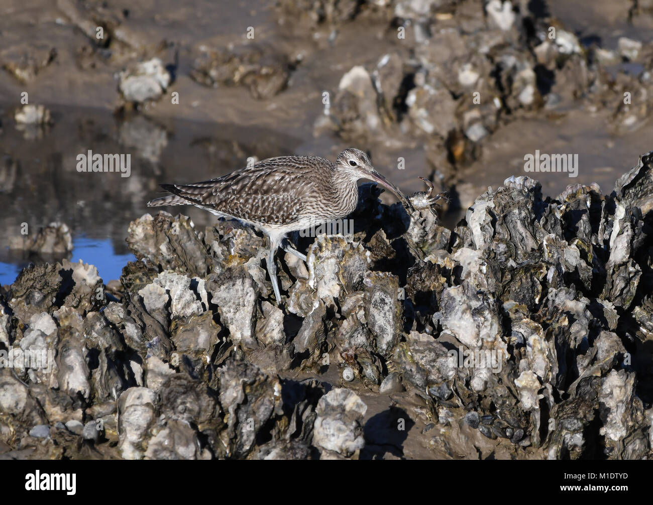 Rock curlew hi-res stock photography and images - Alamy
