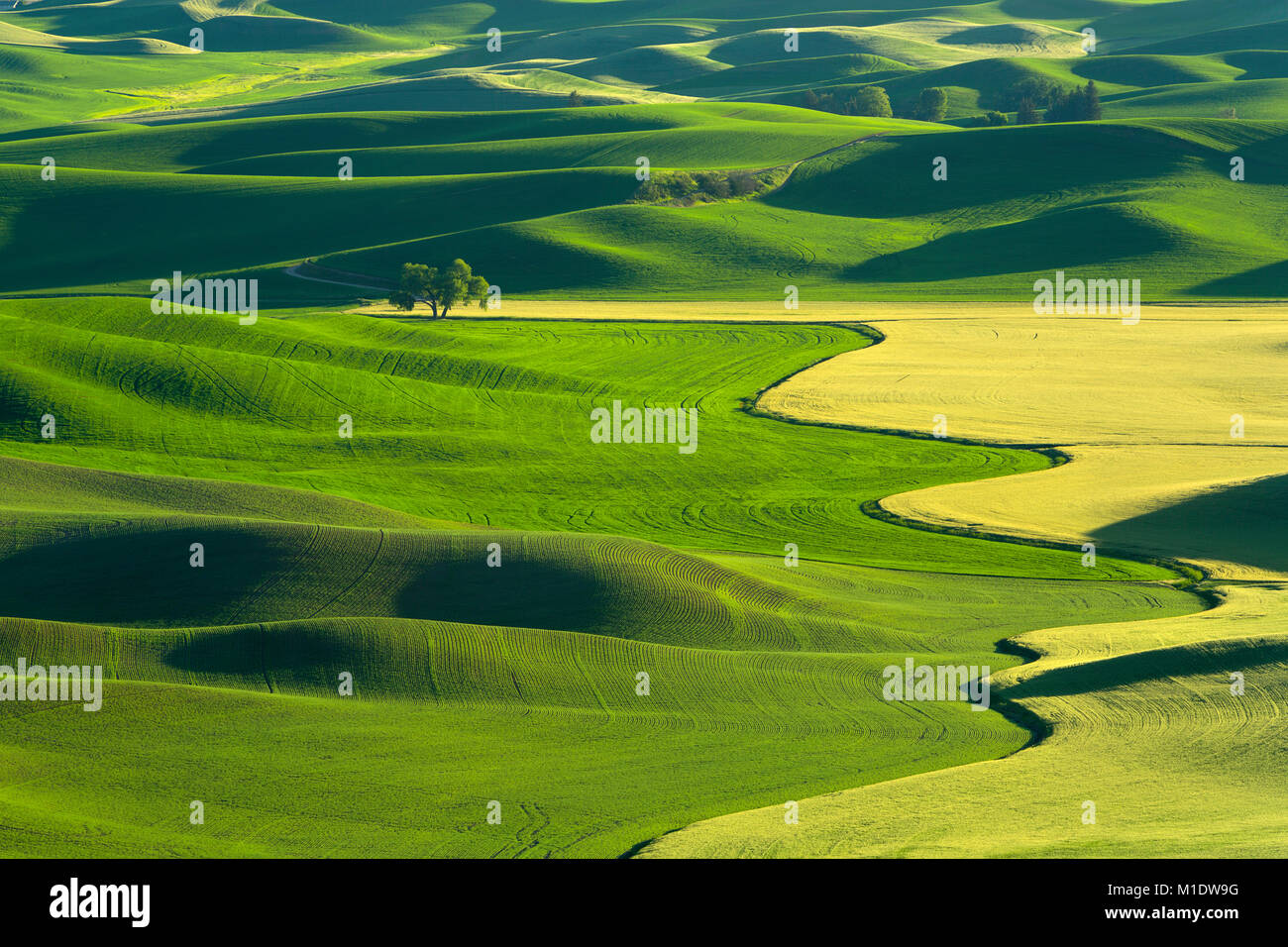 A lone tree stands in the green fields of spring in the Palouse ...