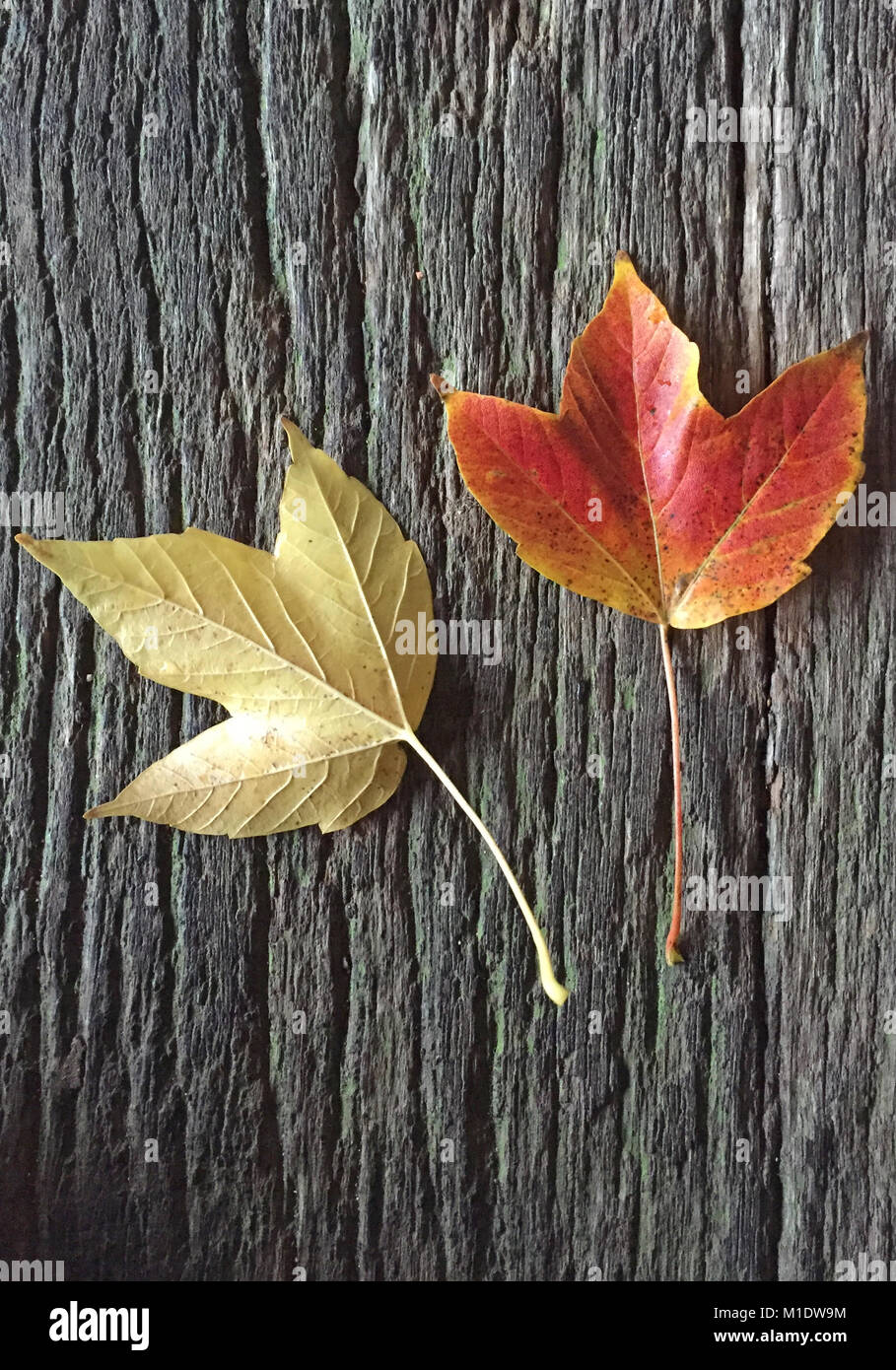 Two leaves on wooden background Stock Photo - Alamy