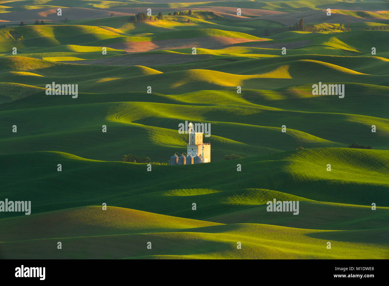 A granary stands in the green fields of spring in the Palouse ...