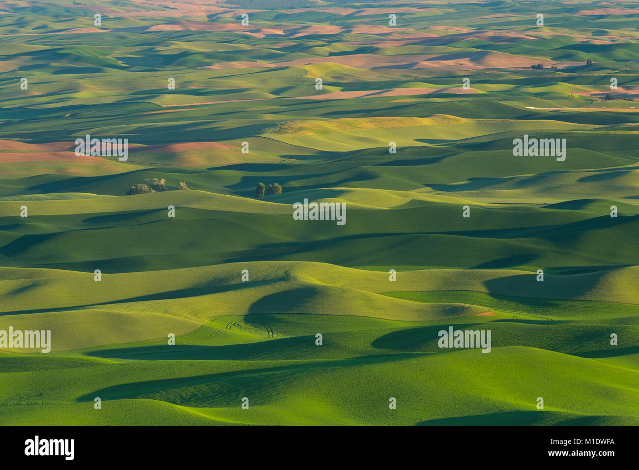 Crops and rolling hills of the Palouse in Washington in spring. USA ...