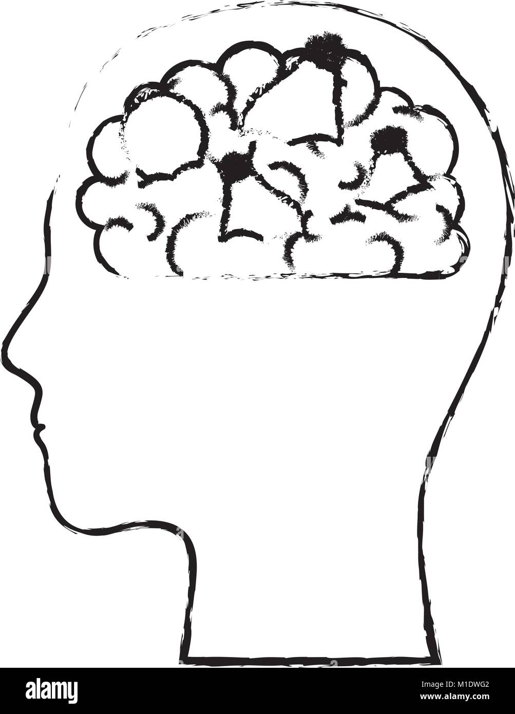Human brain anatomy structure cerebral Black and White Stock Photos ...