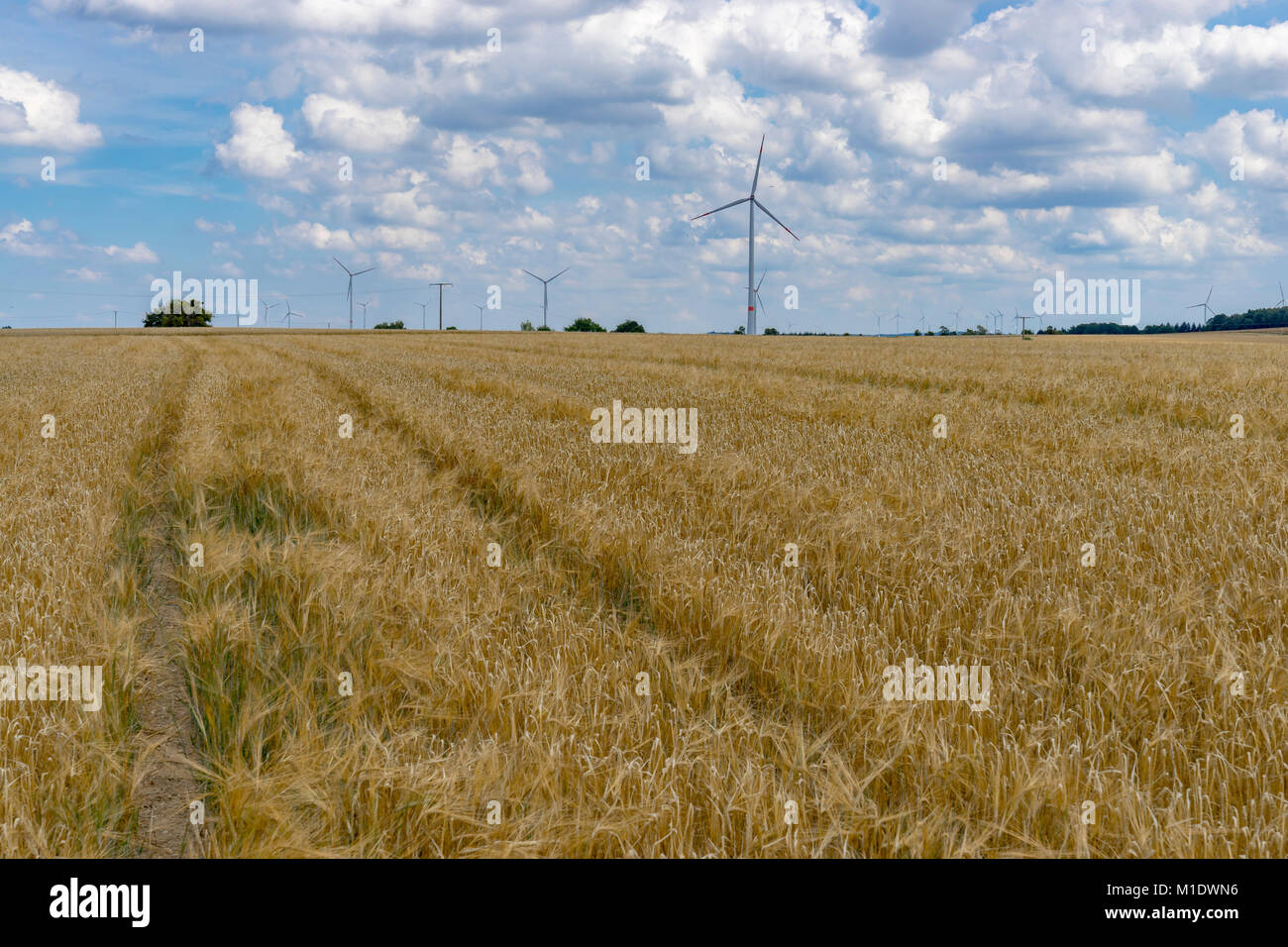 Corn fields in summer in Hunsrueck / Germany Stock Photo - Alamy