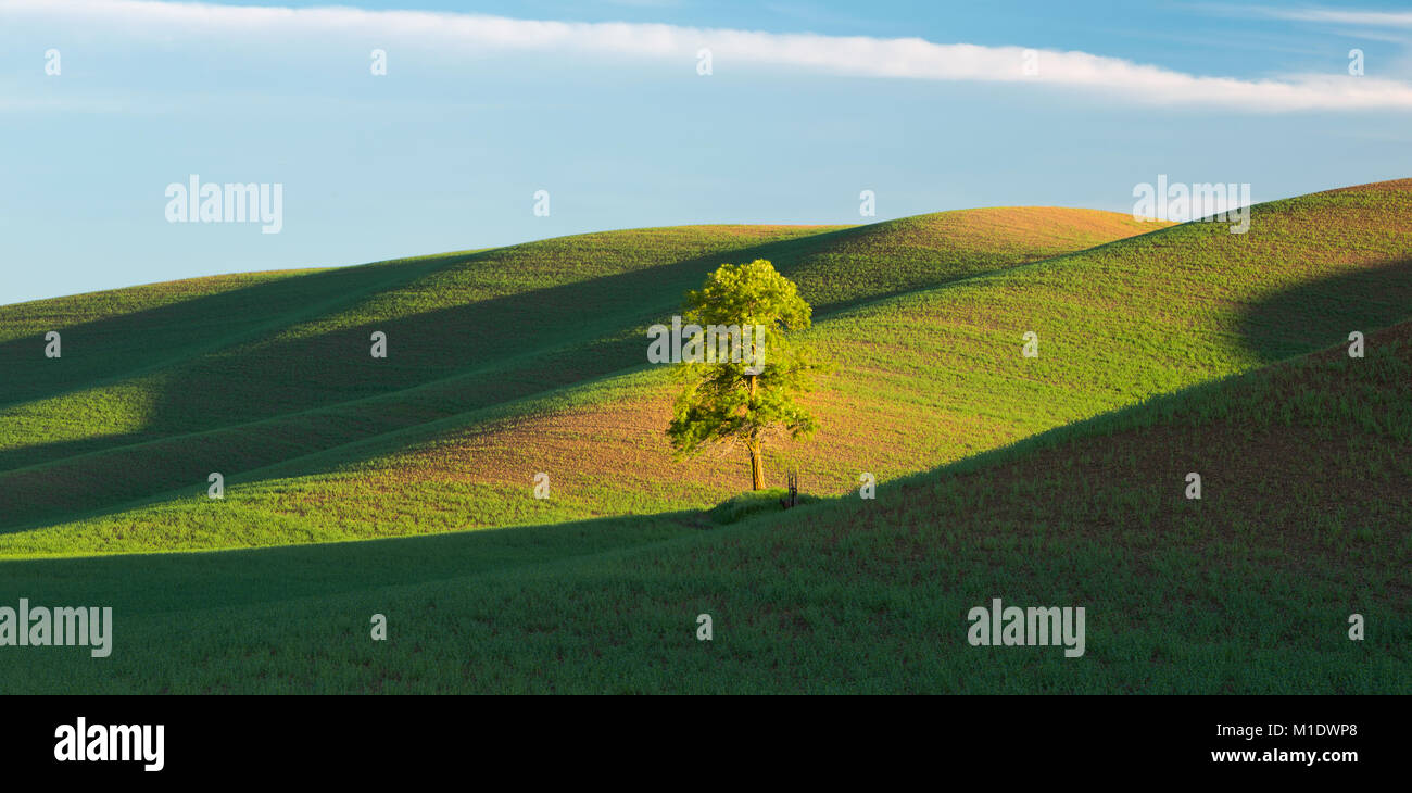 A lone tree stands in the green fields of spring in the Palouse ...