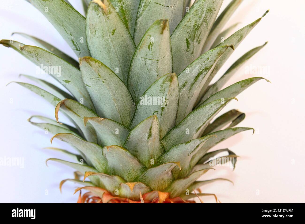 Pineapple leaves hi-res stock photography and images - Alamy