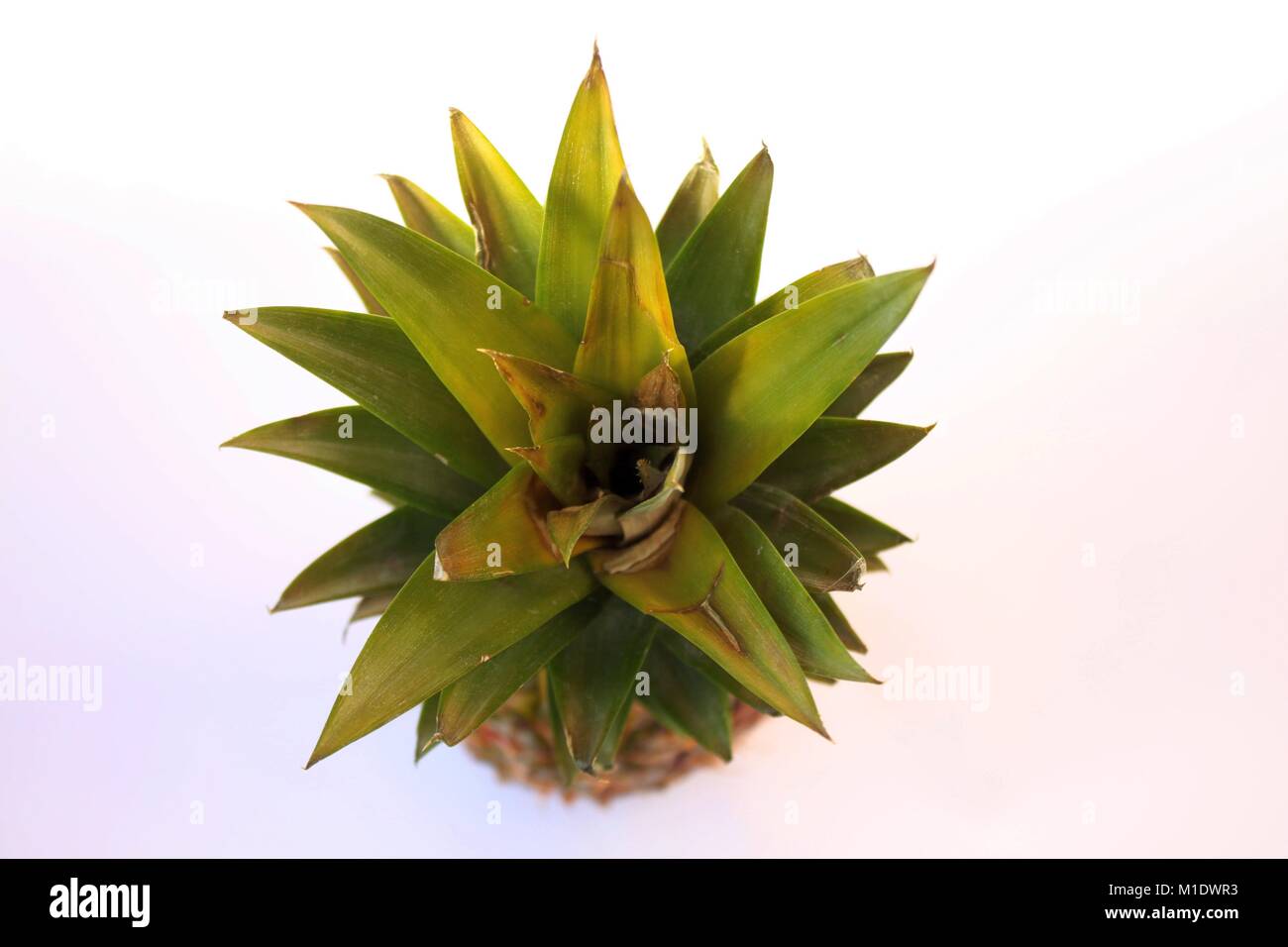 Top view of pineapple isolated on white background Stock Photo - Alamy
