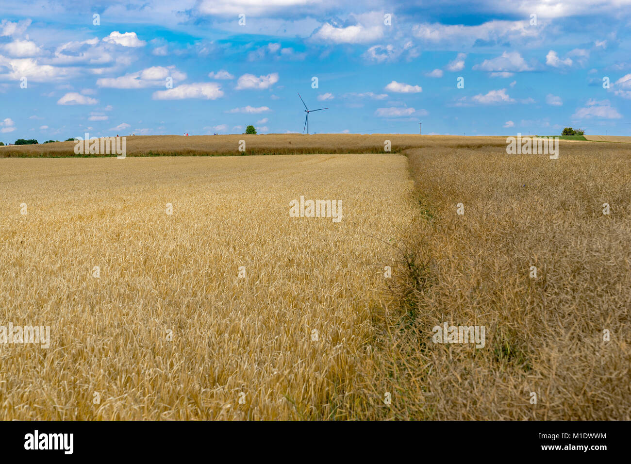 Corn fields in summer in Hunsrueck / Germany Stock Photo - Alamy