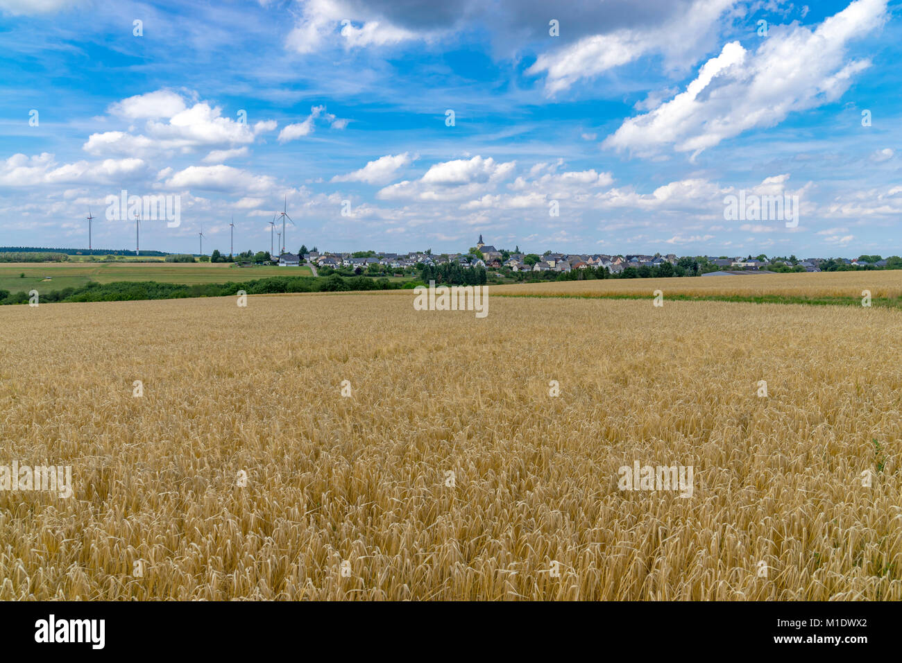 Corn fields in summer in Hunsrueck / Germany Stock Photo - Alamy