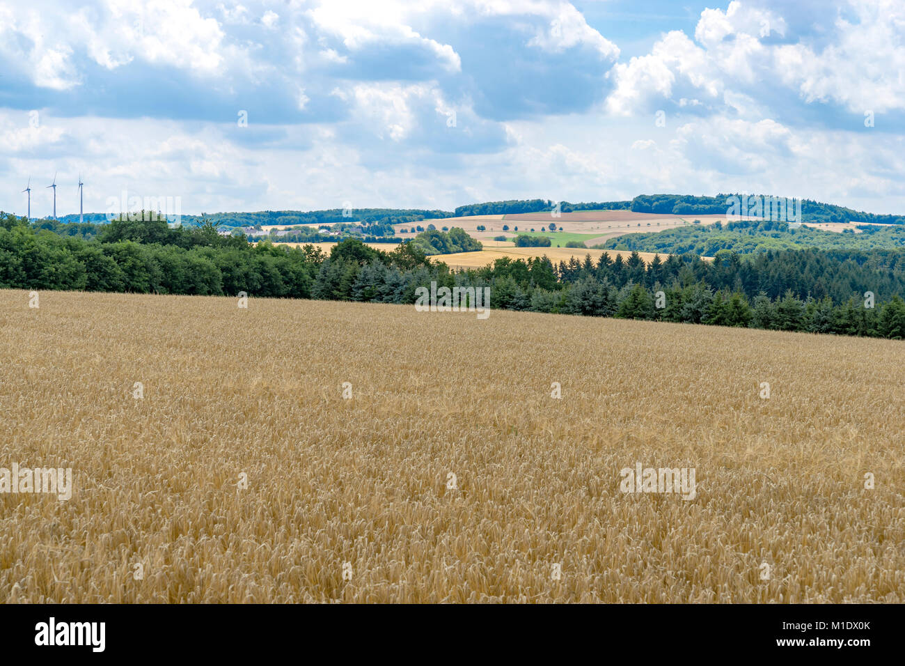 Corn fields in summer in Hunsrueck / Germany Stock Photo - Alamy