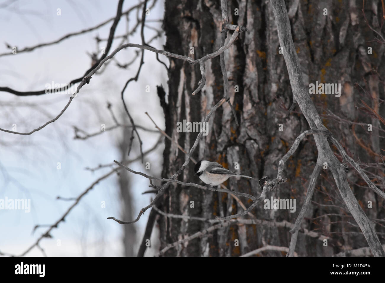 Male chickadee hi-res stock photography and images - Alamy