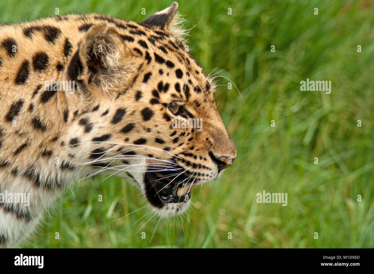 AMUR LEOPARD, Panthera Pardus Orientalis, East Russia, Captive Stock ...