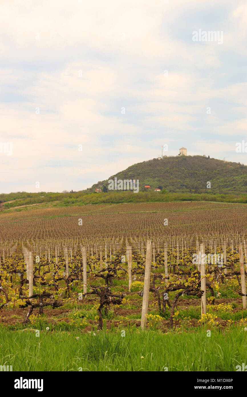 Vineyard under hill landscape agriculture Stock Photo - Alamy