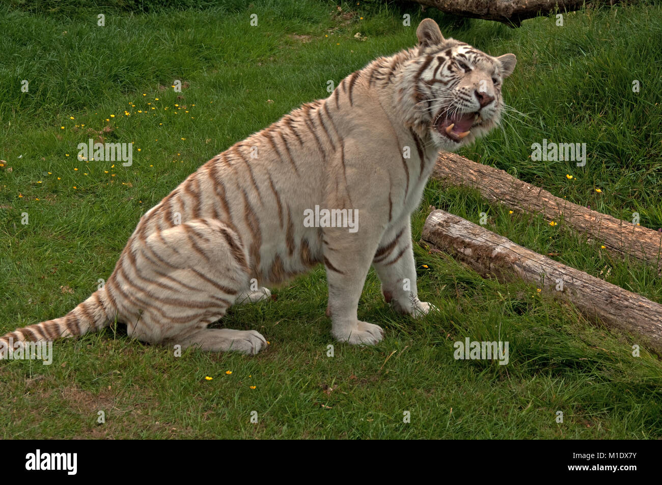 Tiger and asia hi-res stock photography and images - Alamy