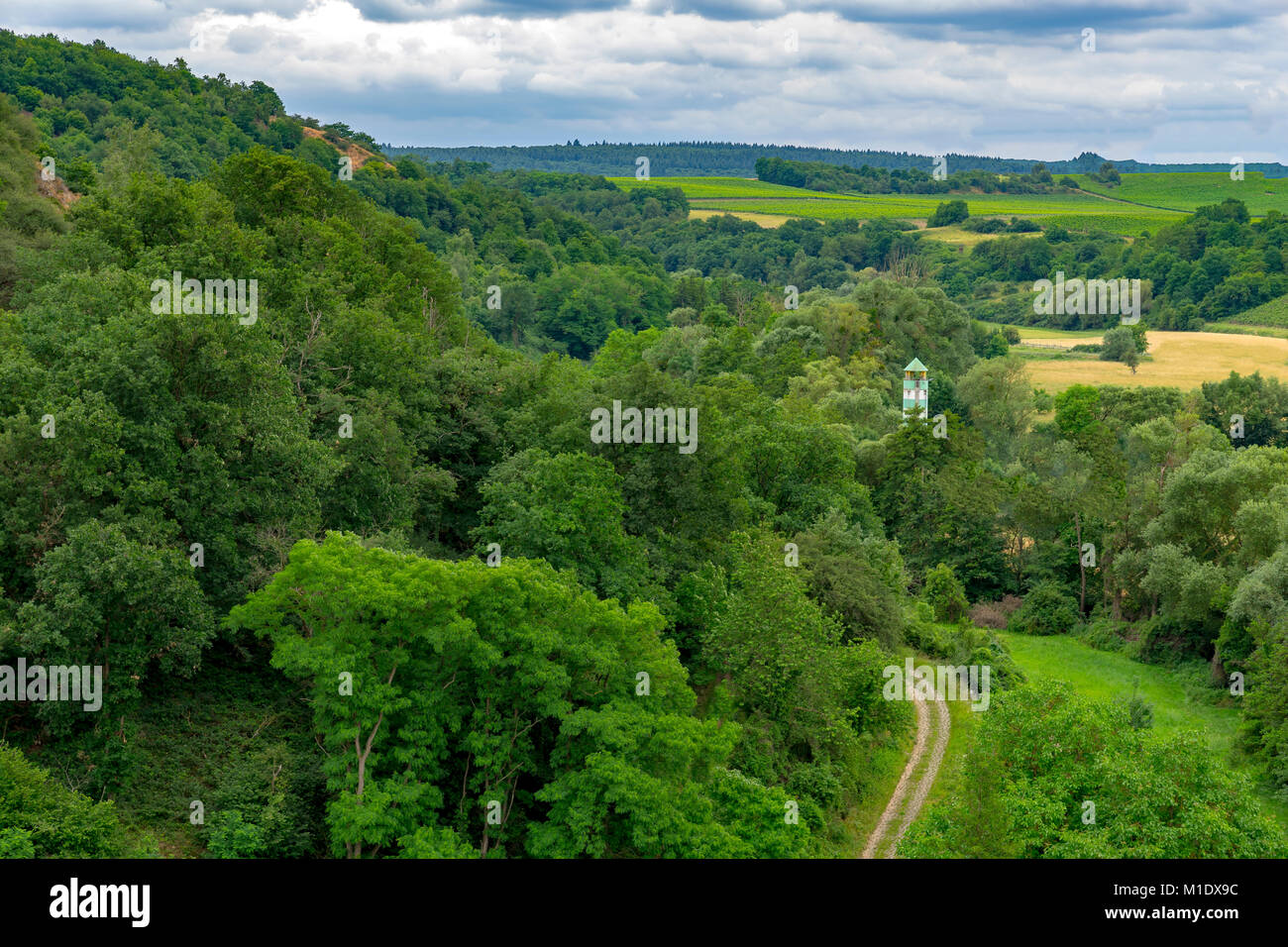 Walk through a green forest to a lookout tower Stock Photo - Alamy