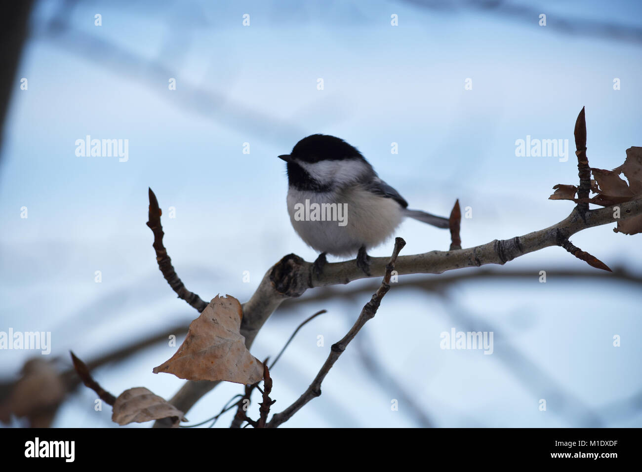 Black Capped Chickadee sitting in a tree Stock Photo - Alamy