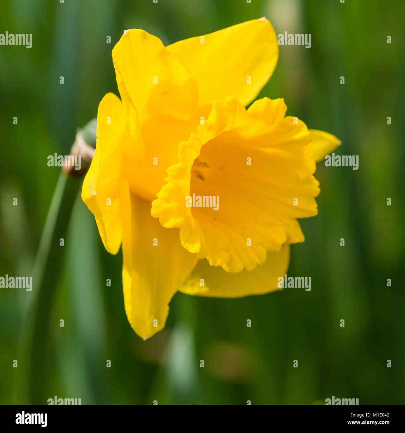 A single yellow daffodil bloom Stock Photo - Alamy