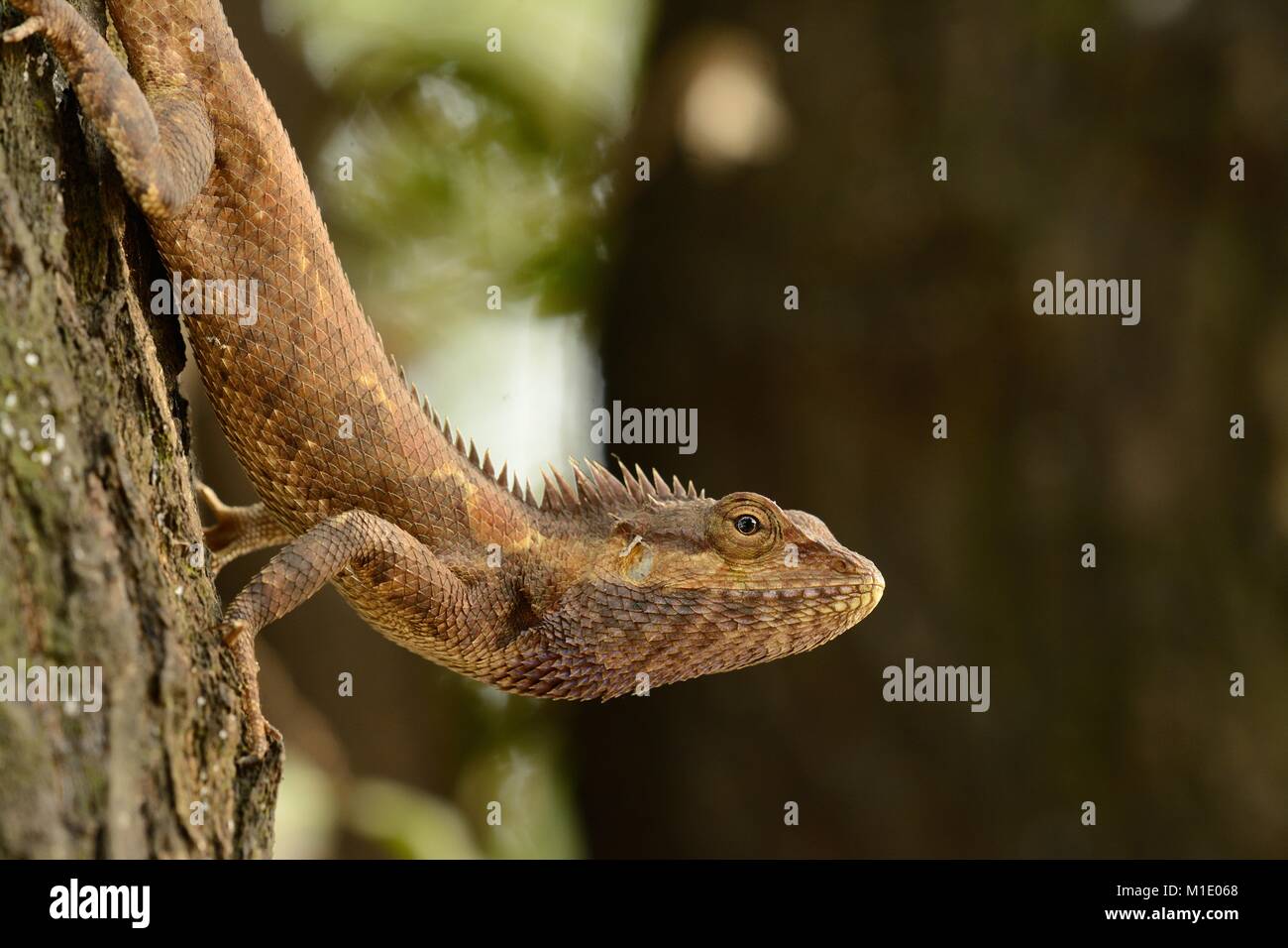 beautiful Blue Crested Lizard (Calotes mystaceus) in Thai forest Stock ...
