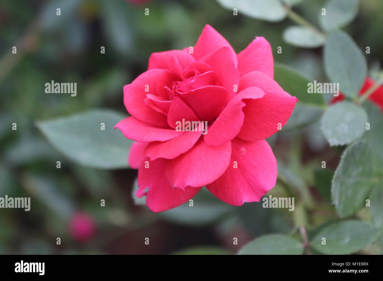 isolated blooming red rose in the garden Stock Photo - Alamy
