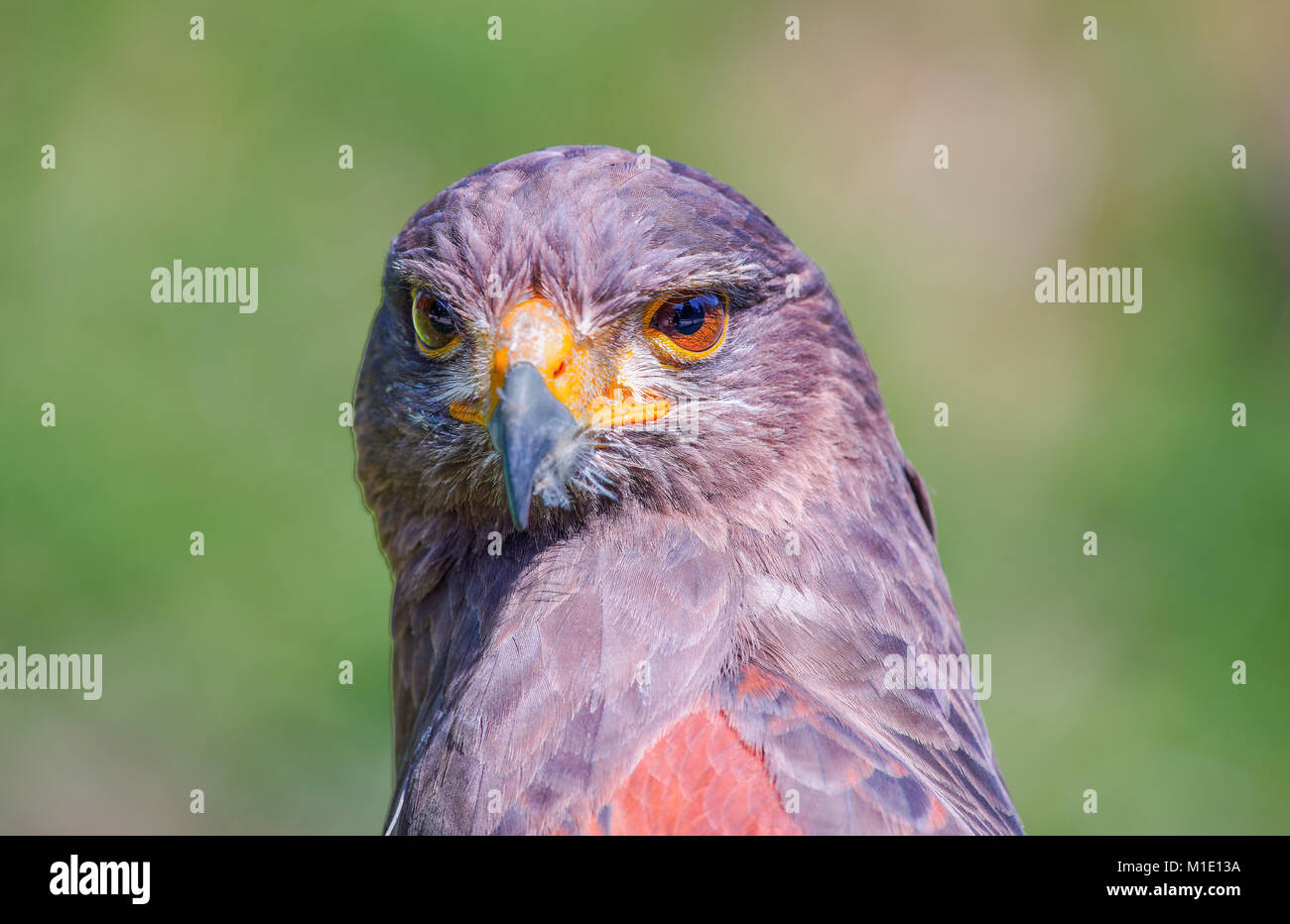 Desert Buzzard Stock Photos & Desert Buzzard Stock Images - Alamy