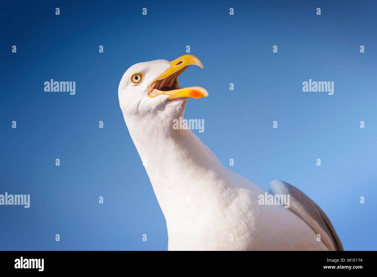 Angry Adult Seagull against Blue Sky. Brighton and Hove, East Sussex ...