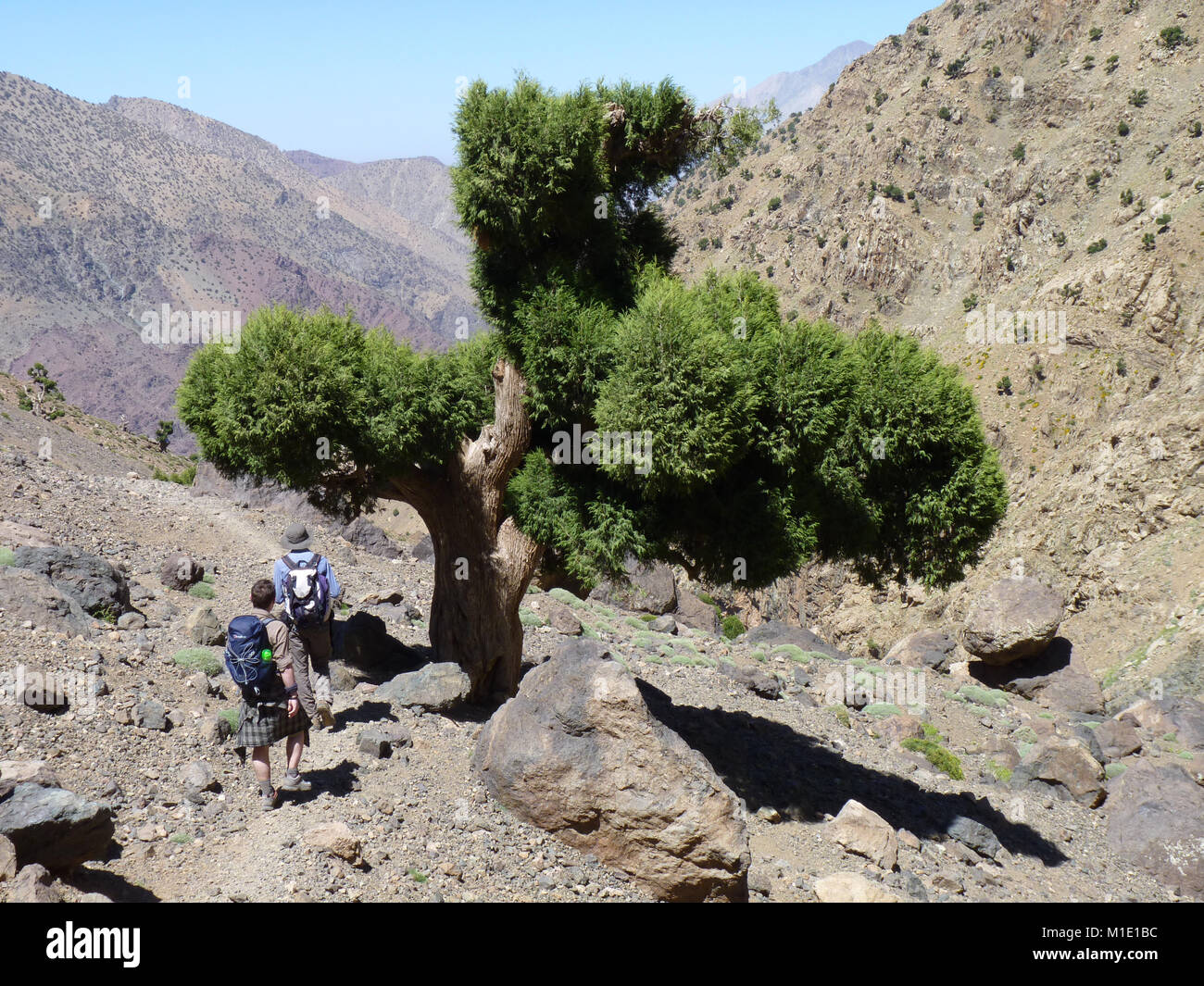 Ancient juniper tree in the High Atlas Stock Photo - Alamy