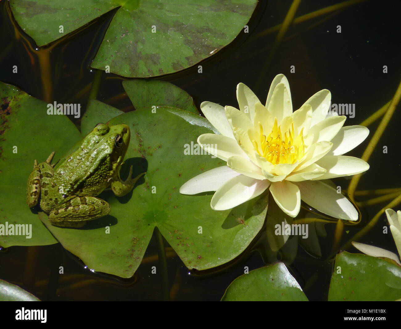 Frog in a lily pond, Marrakesh Stock Photo - Alamy