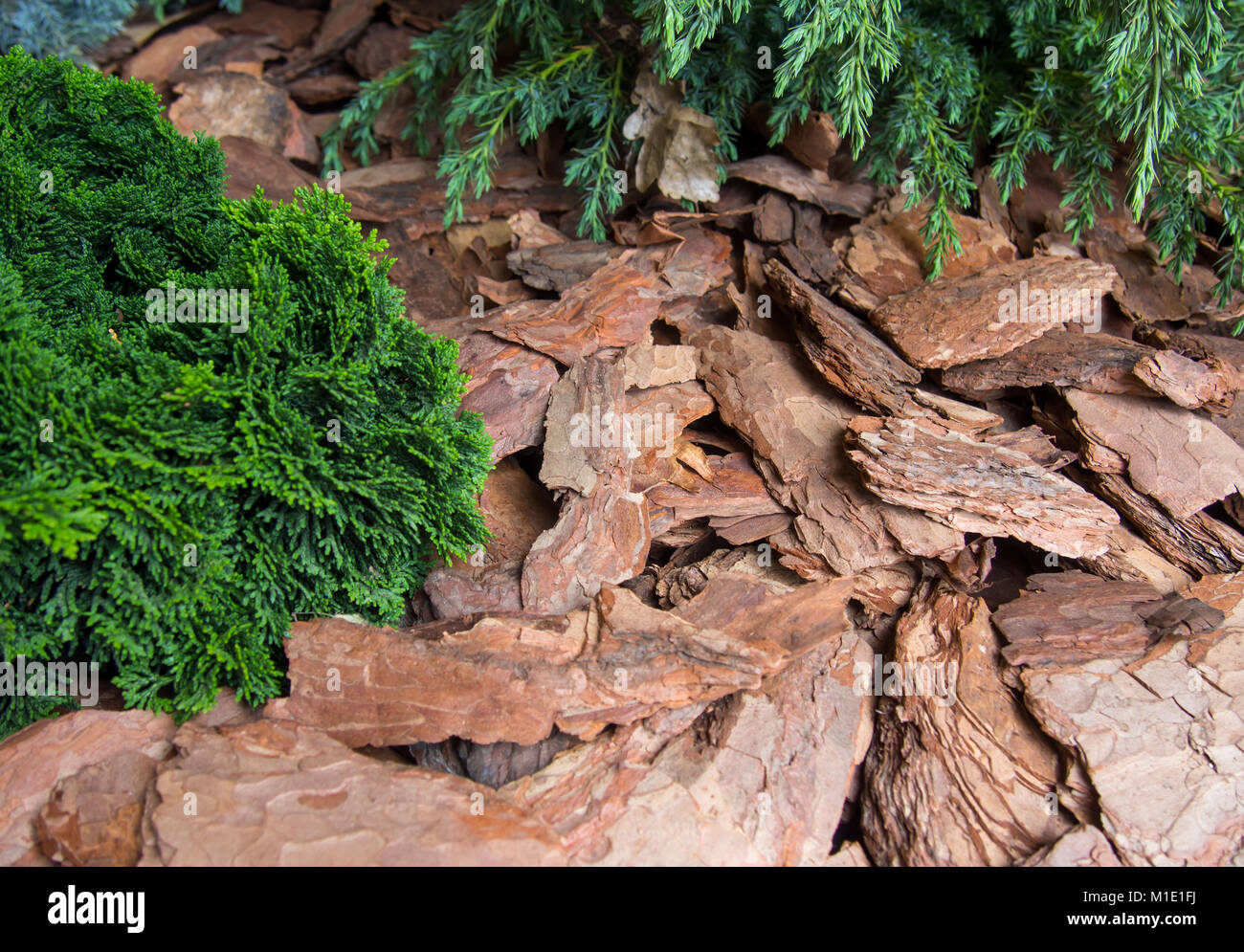 Mulching Plants Pine Tree Bark Stock Photo Alamy