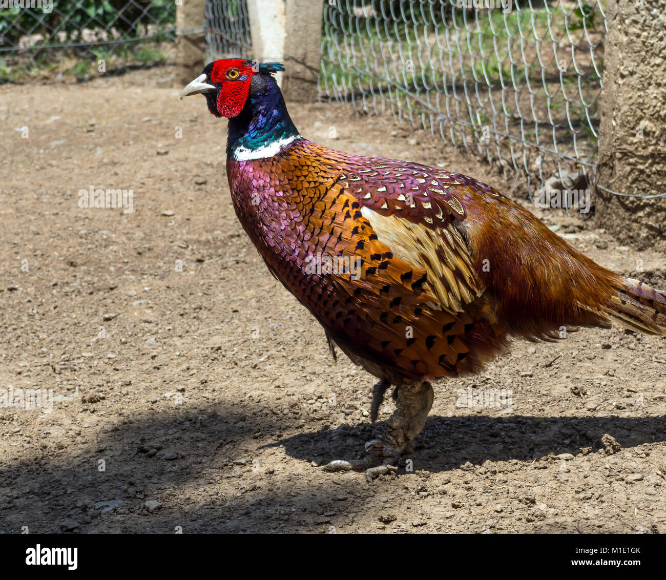 Pheasant in aviary zoo hi-res stock photography and images - Alamy
