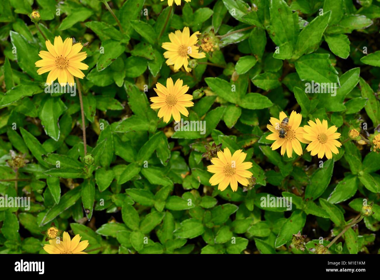 Invasive Species Australia High Resolution Stock Photography and Images ...