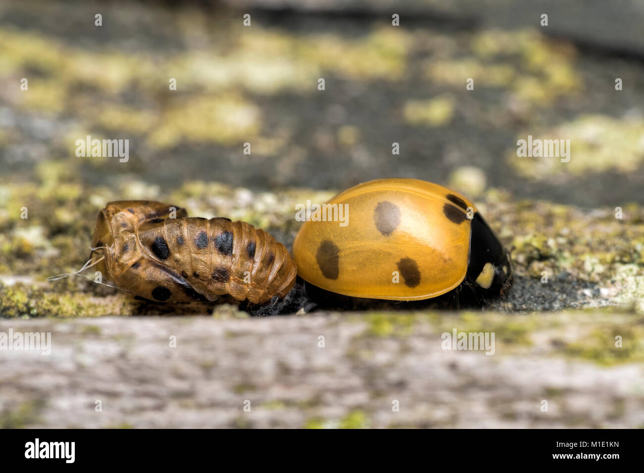 Ladybird pupa hi-res stock photography and images - Alamy