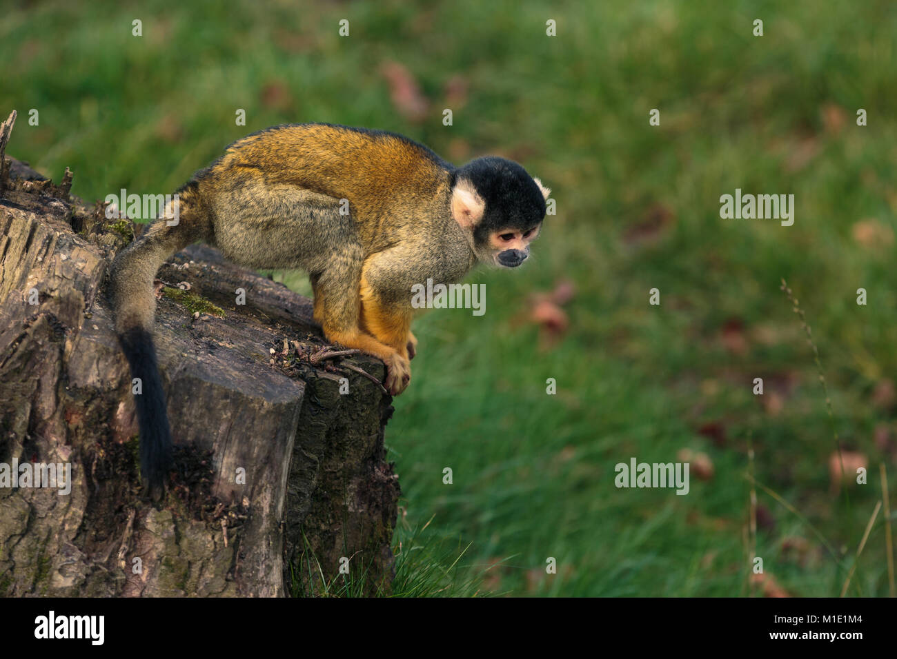 Antwerp zoo hi-res stock photography and images - Alamy