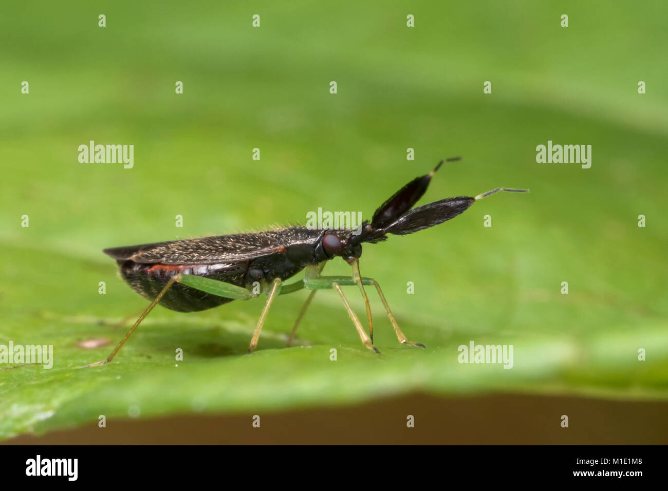 Mirid Bug (Heterotoma planicornis) resting on a bramble leaf. Cahir ...