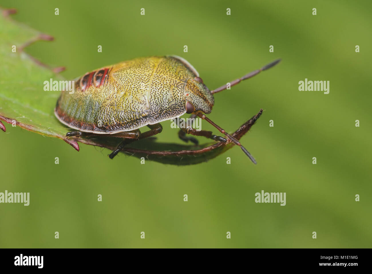 Final instar nymphs hi-res stock photography and images - Alamy