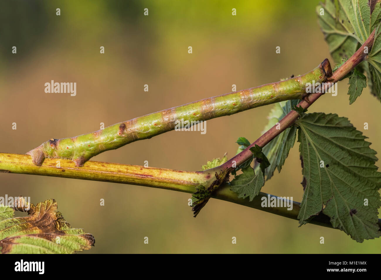 Peppered Moth Caterpillar (Biston betularia) well camouflaged on the ...