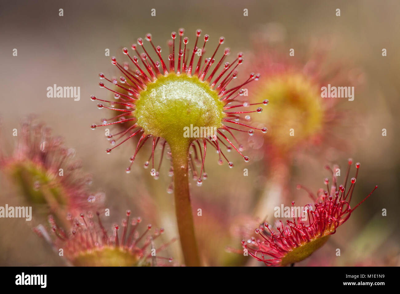 Round Leaved Sundew (Drosera rotundifolia) showing the sticky tips used ...