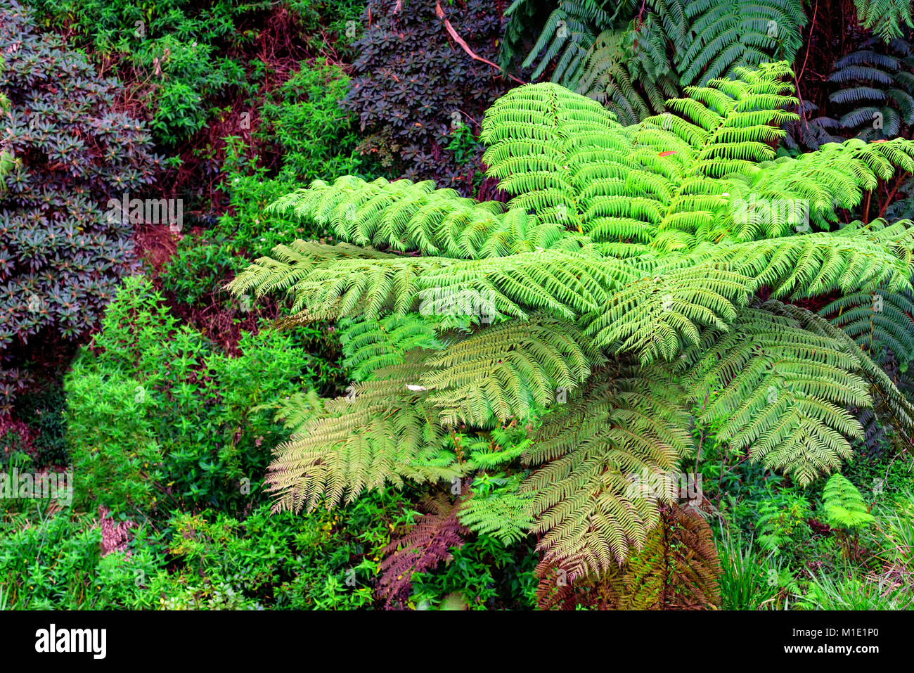 Prehistoric Ferns Stock Photos & Prehistoric Ferns Stock Images - Alamy