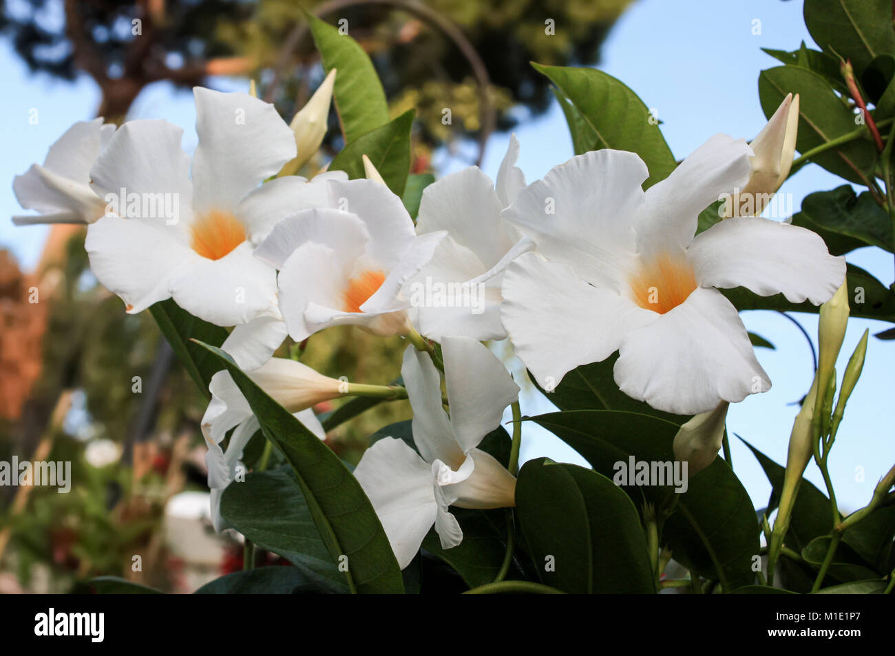 Mandevilla flowers hi-res stock photography and images - Alamy