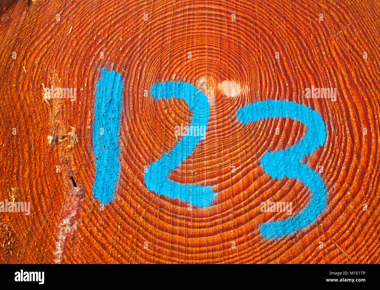 Marking tree hi-res stock photography and images - Alamy